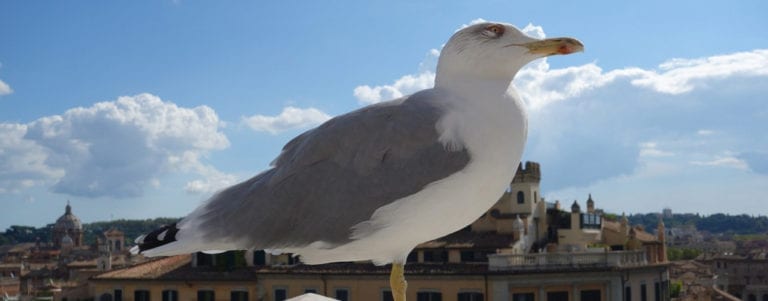 Seagull Control & Prevention | JG Pest Control